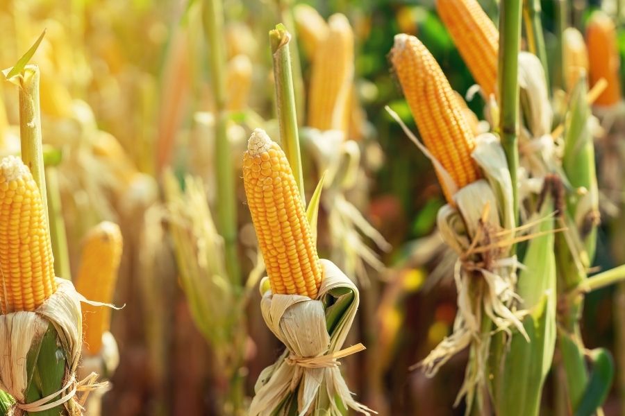 When Is Corn Season in the U.S? Timing Your Harvest Right