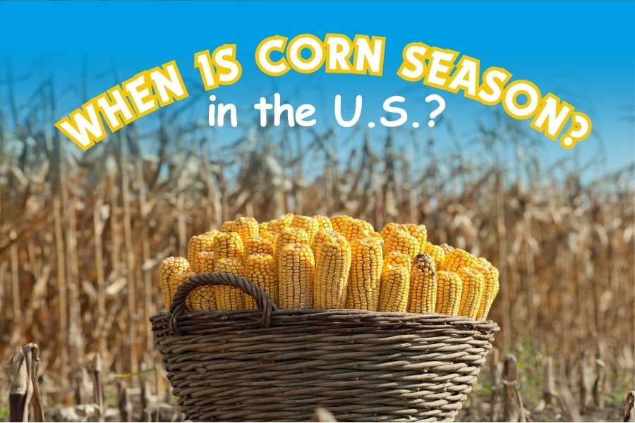 When Is Corn Season in the U.S? Timing Your Harvest Right